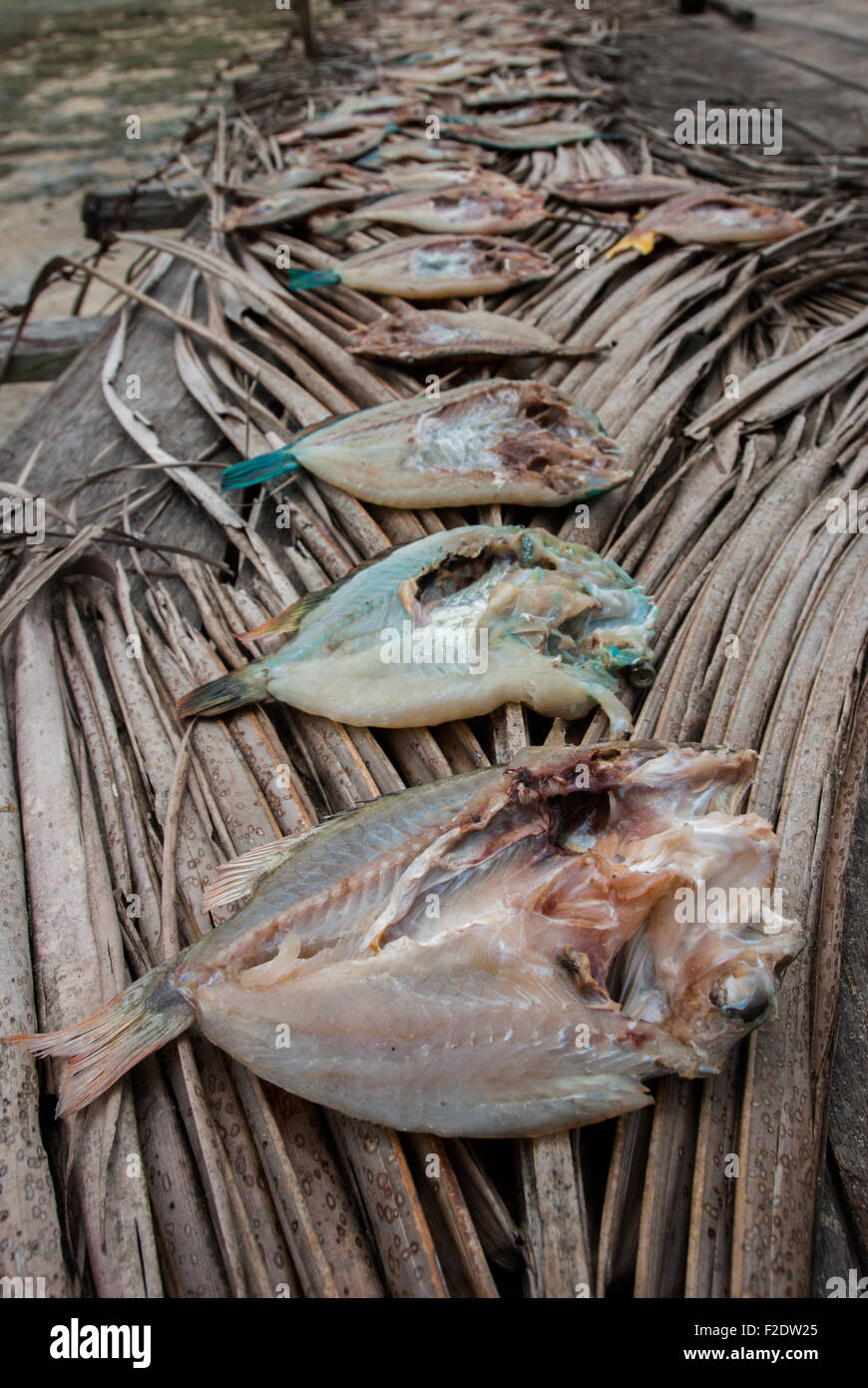 Fish being preserved salt hi-res stock photography and images - Alamy