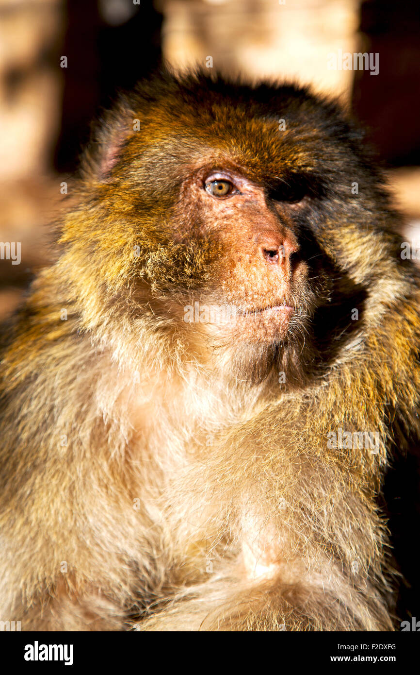 old monkey in africa morocco and natural background fauna close up ...