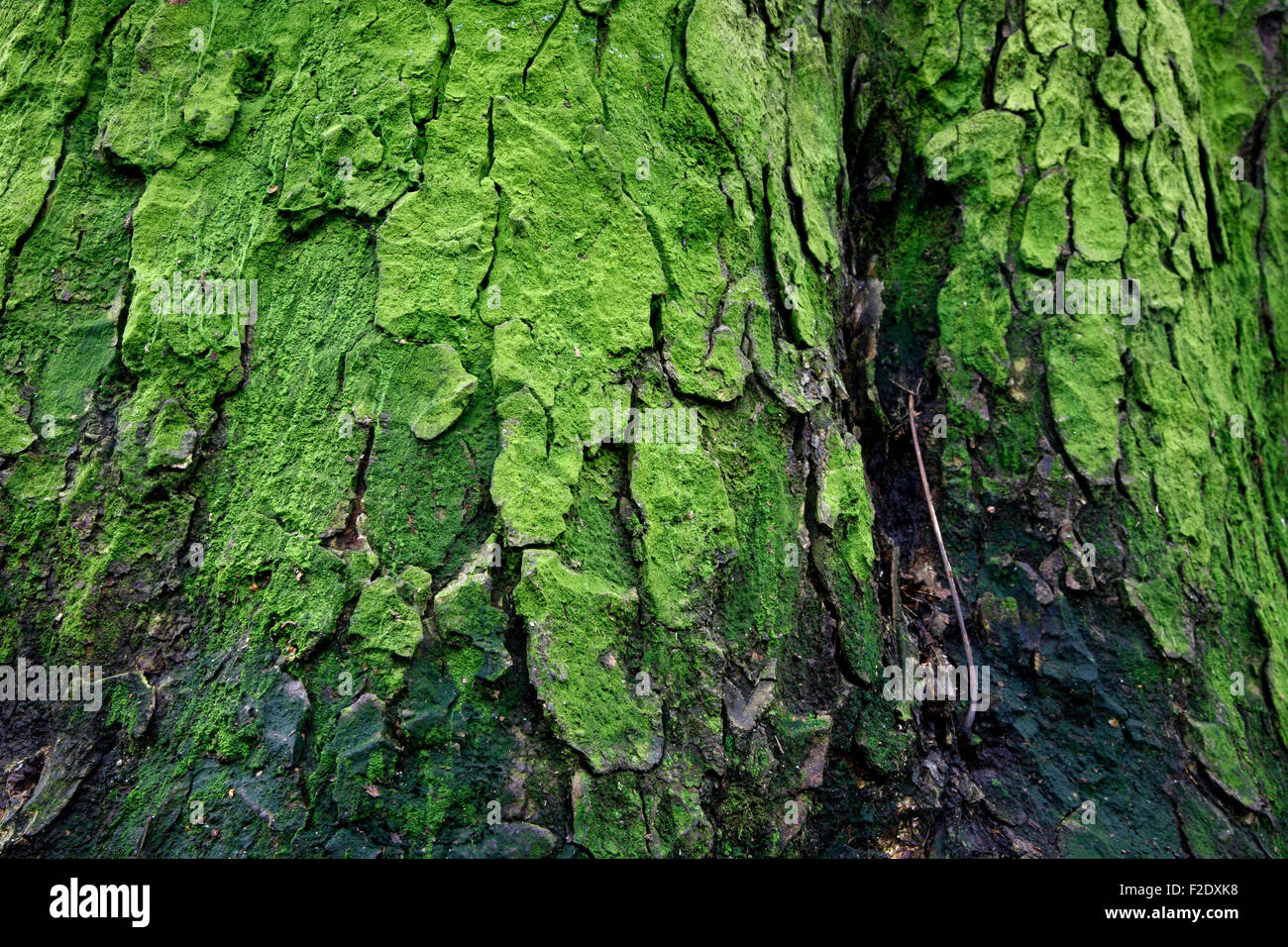 London tree hi-res stock photography and images - Alamy