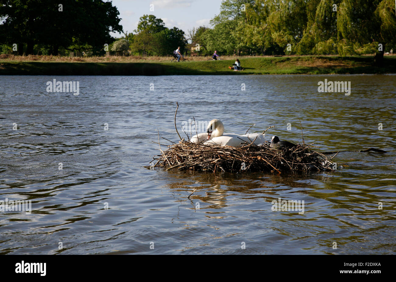 Mutton bird hi-res stock photography and images - Alamy