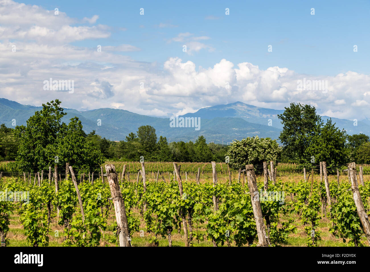 grapevine cultivation in the italian countryside in a stormy summer day ...
