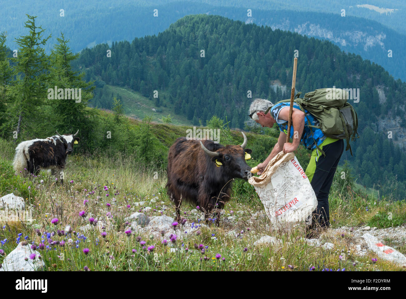 Shepherd feeding yak, yak herd on Monte Rite, Museum Dolomites, Museum ...