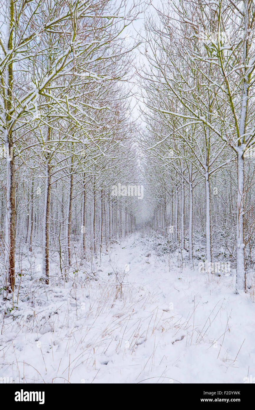 Woodland perspective hi-res stock photography and images - Alamy