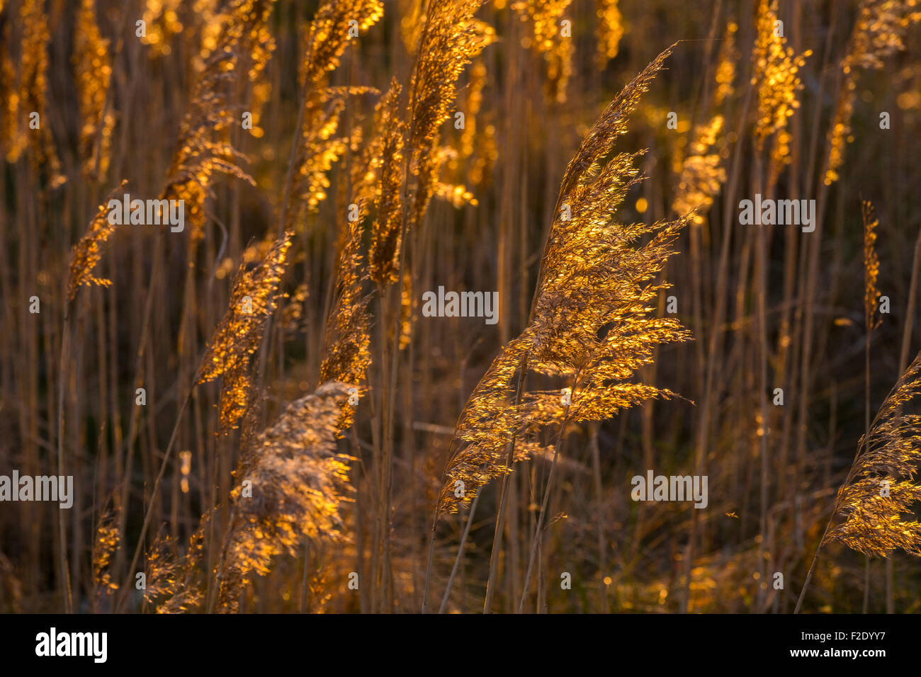 Norfolk reed at sunset Stock Photo - Alamy