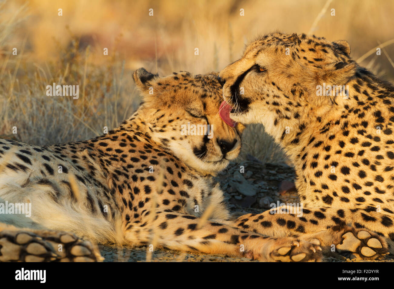 Cheetah (Acinonyx jubatus), grooming males in the evening, captive ...