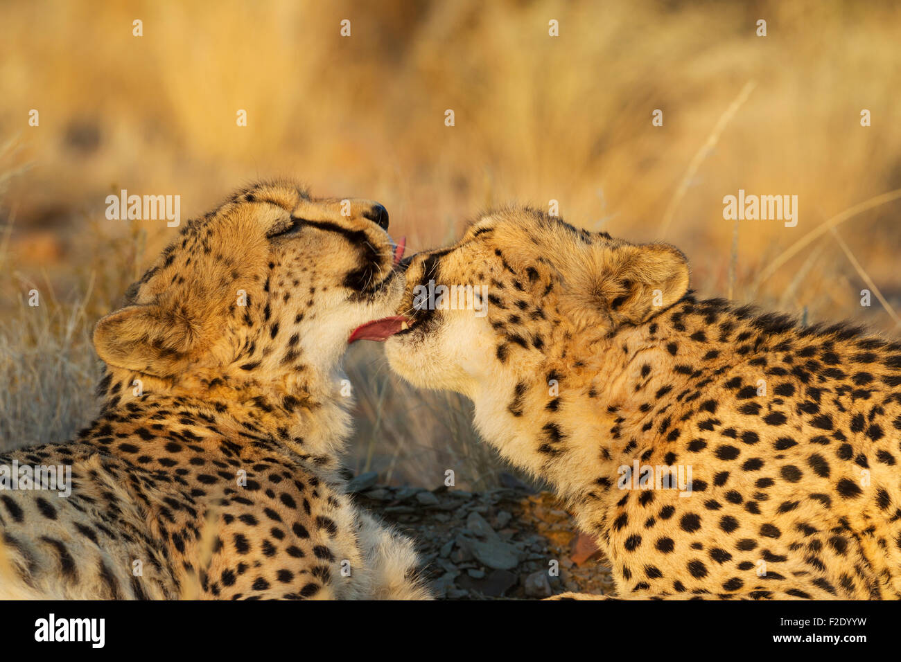 Cheetah (Acinonyx jubatus), grooming males in the evening, captive ...