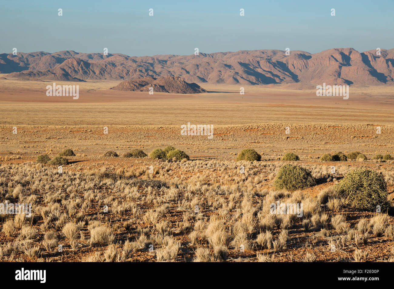 Grass covered desert plain at the edge of the Namib Desert, Fairy ...