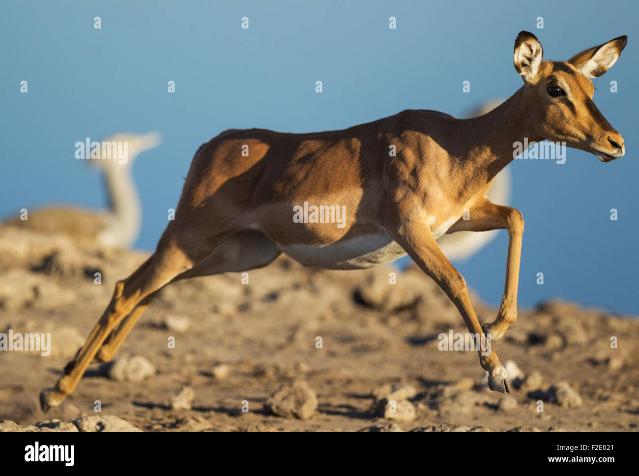 Black-Faced Impala (Aepyceros melampus petersi), running female near a ...