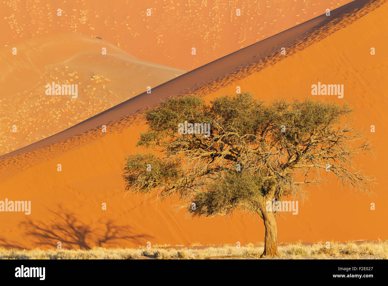 Camel thorn tree (Acacia erioloba) and sand dunes in the evening in the ...