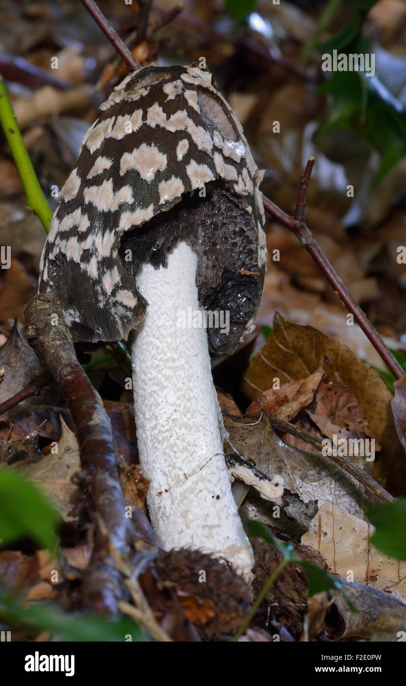 Magpie Cap Fungus - Coprinus picaceus Gill structure showing were ...