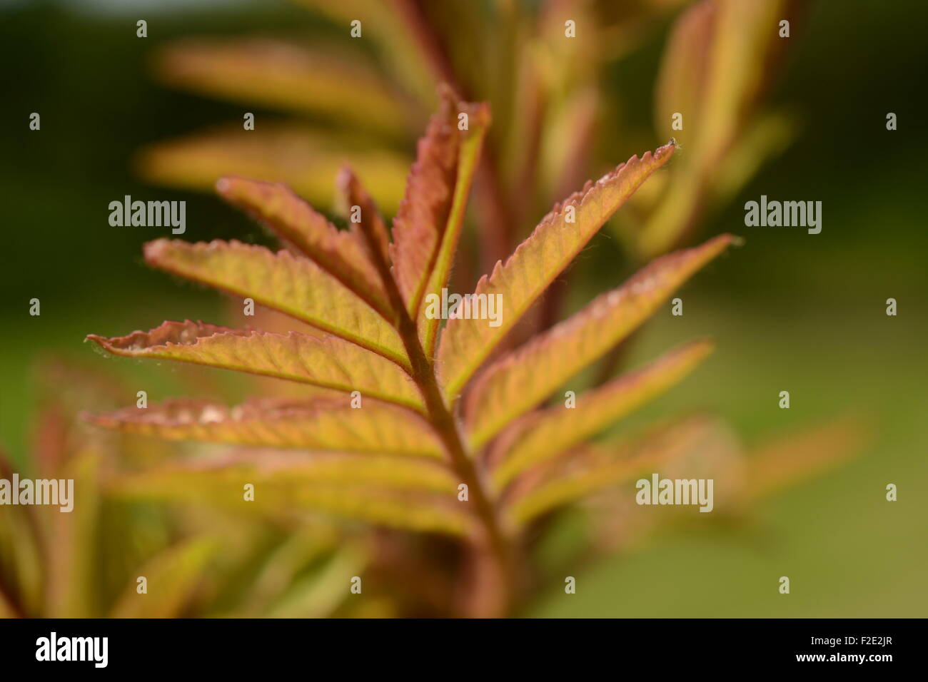 Saughtree hi-res stock photography and images - Alamy