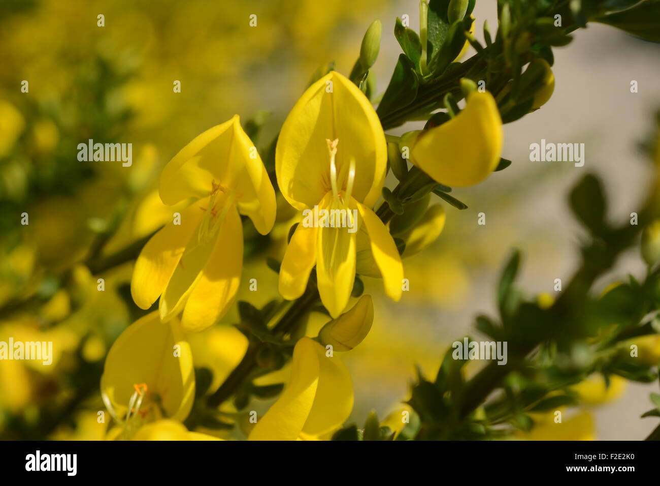 Saughtree old manse garden hi-res stock photography and images - Alamy