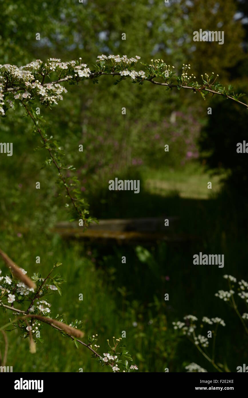 Saughtree hi-res stock photography and images - Alamy