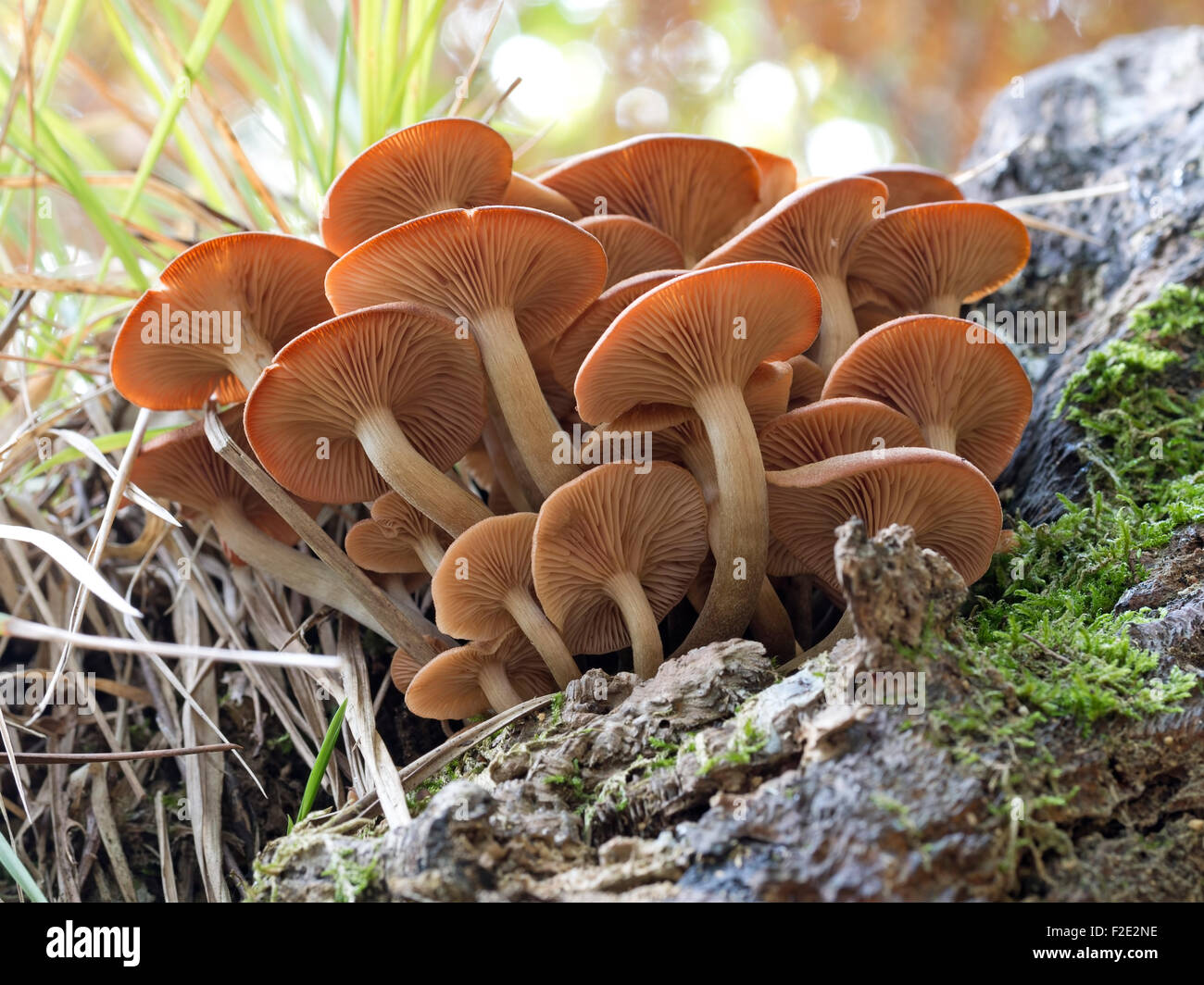 Armillaria tabescens Ringless Honey Fungus Stock Photo - Alamy