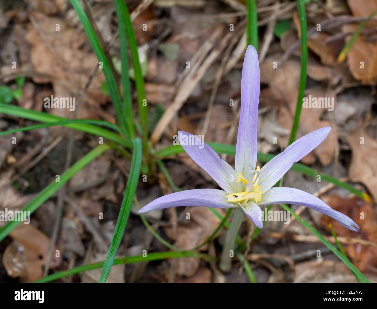 Colchicum autumnale autumn crocus hi-res stock photography and images ...