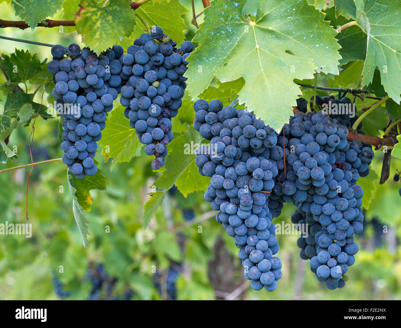 Vineyard italy hi-res stock photography and images - Alamy