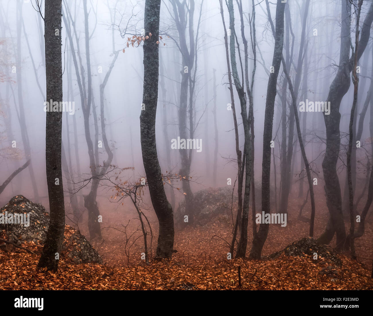 Autumn forest landscape Stock Photo - Alamy