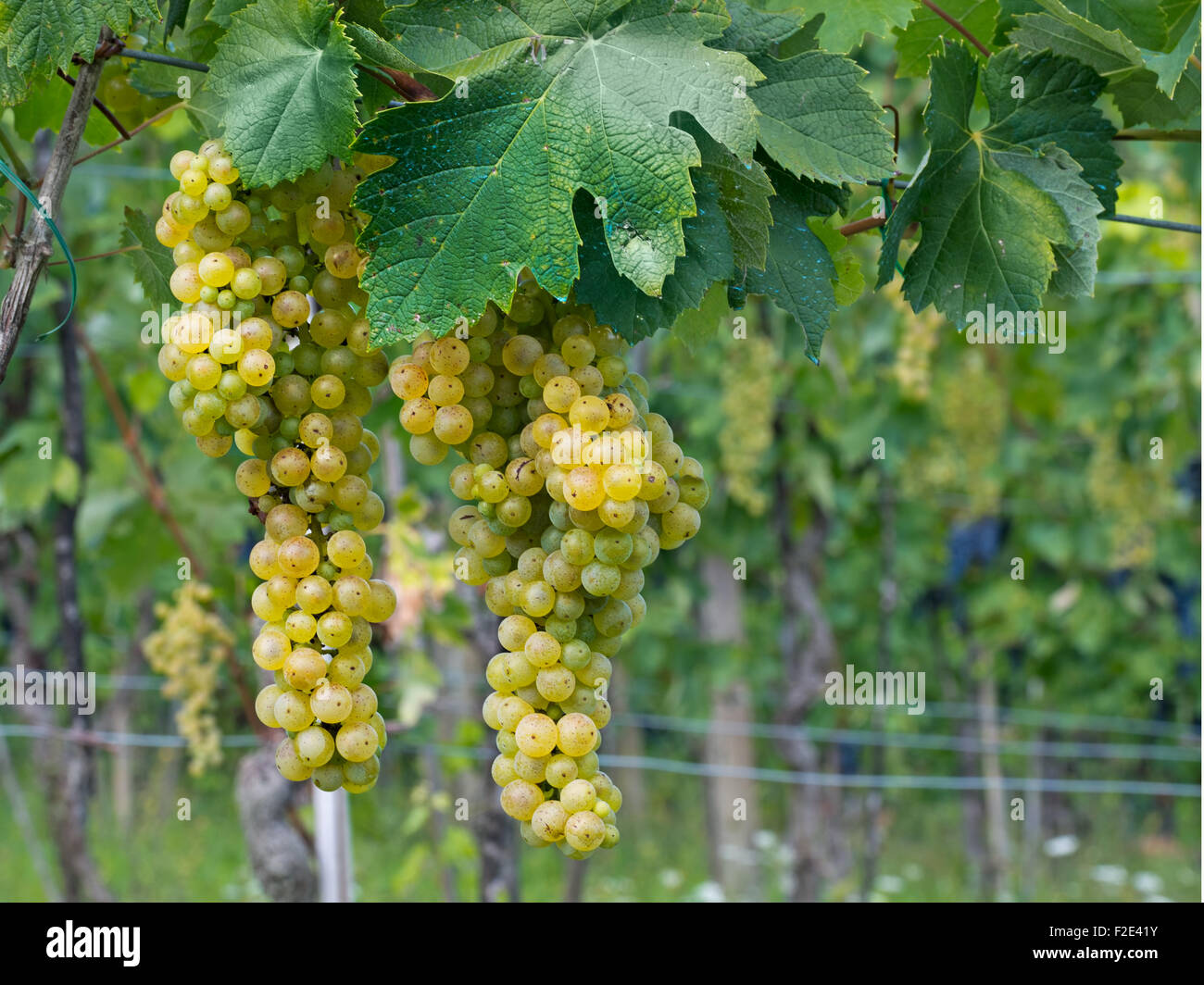White wine grapes almost ready for harvest. Rustic, organic, small ...