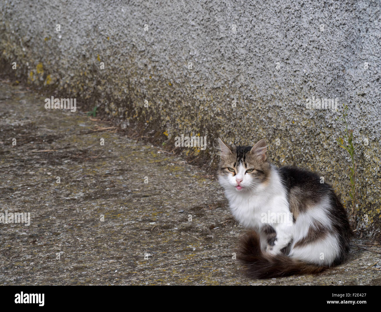 Stray kitten, cat in urban street. Very cute. With copyspace Stock ...