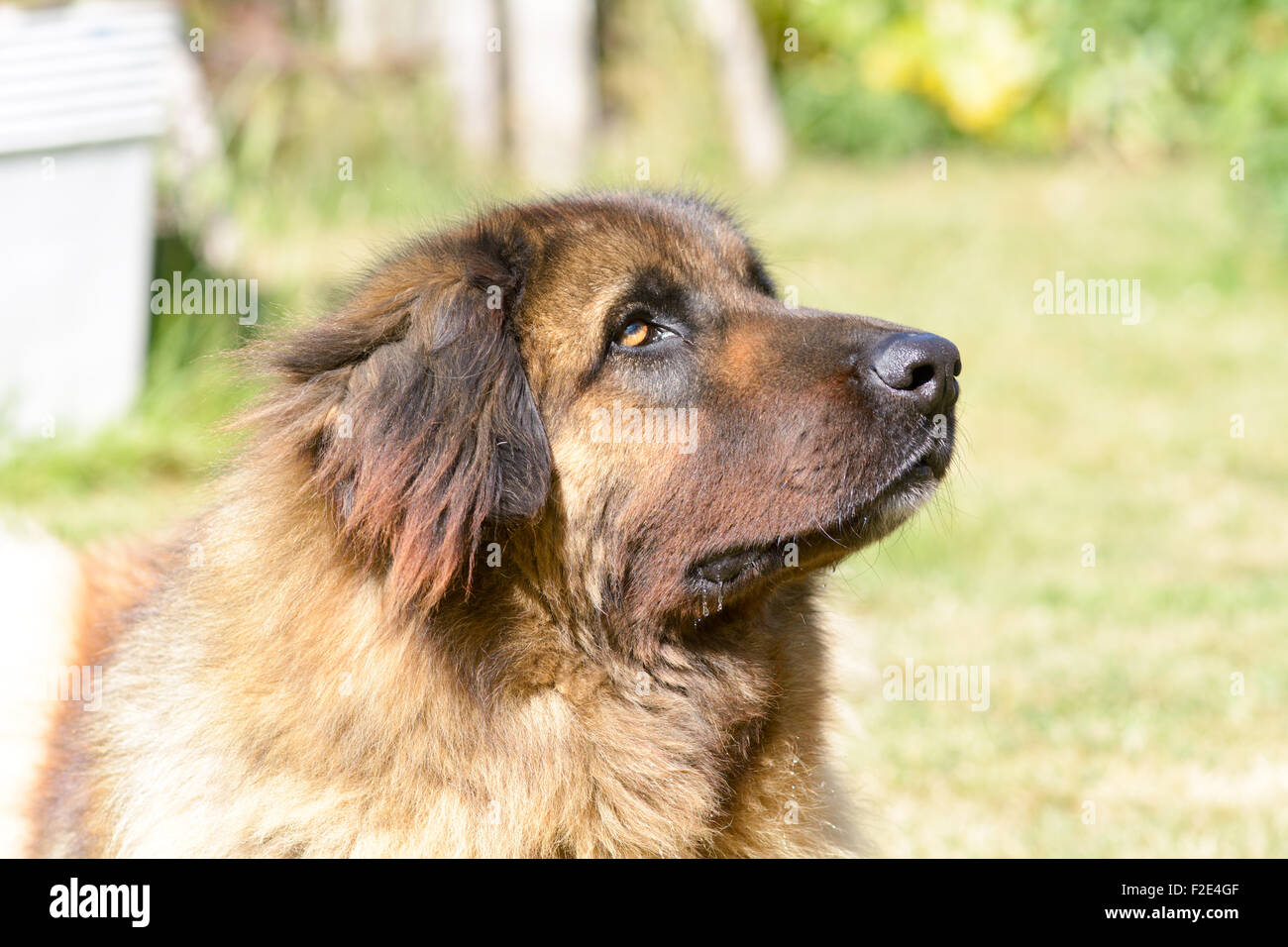 German Shepherd Cross Leonberger