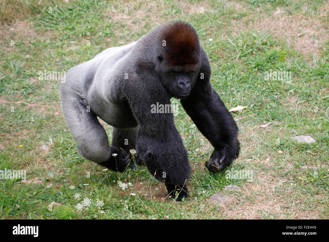 Western lowland gorilla silverback male, Cabárceno nature park ...
