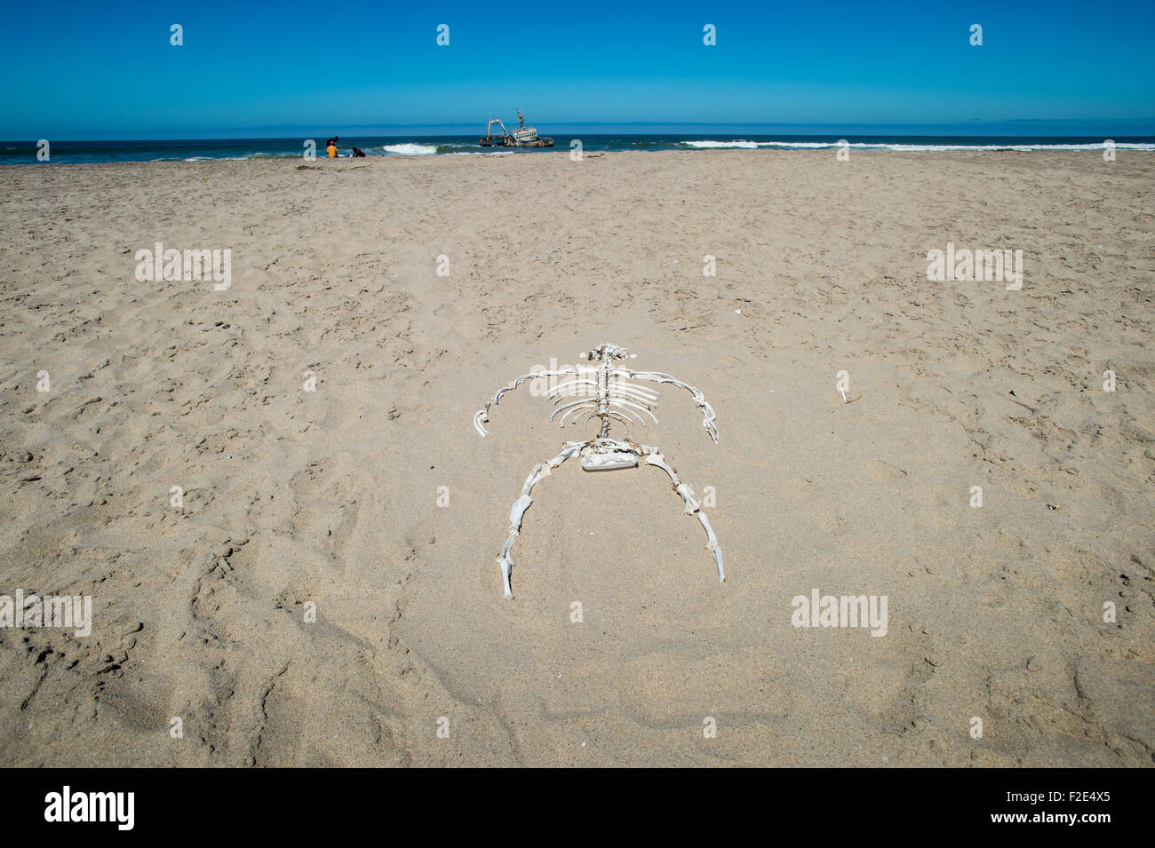 Skeleton bones of a large animal played out in the sand in Henties Bay ...