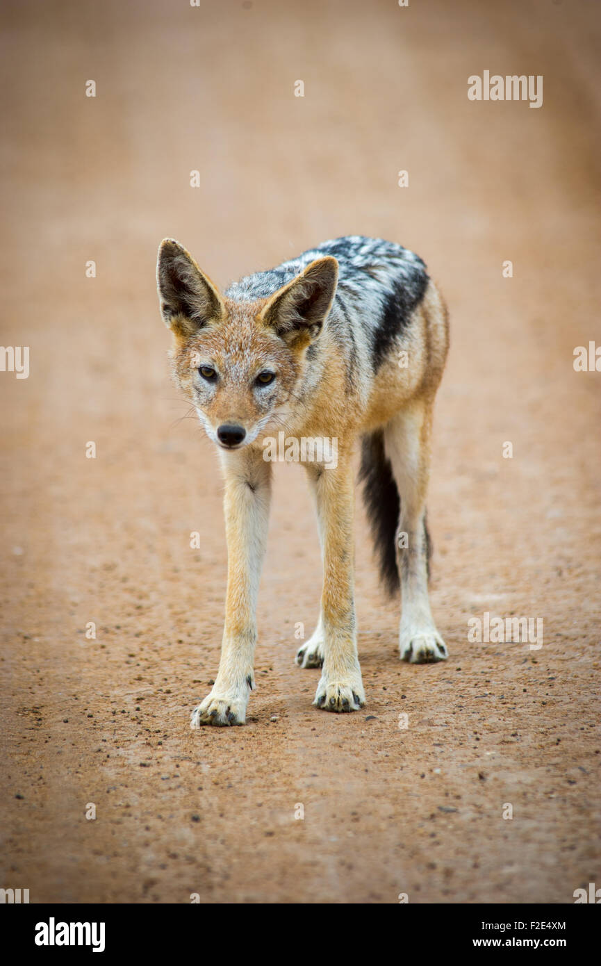 Black backed jackal hi-res stock photography and images - Alamy
