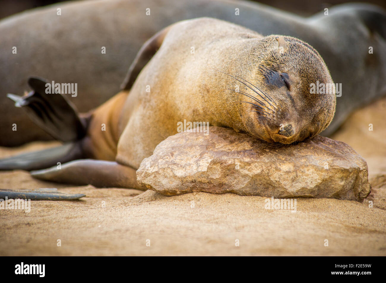 Pinnipedia hi-res stock photography and images - Alamy