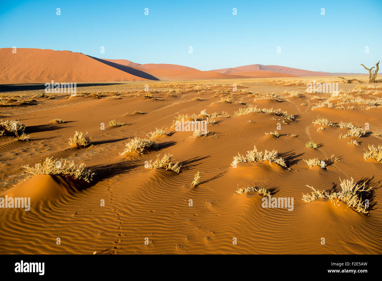 Desert brush hi-res stock photography and images - Alamy