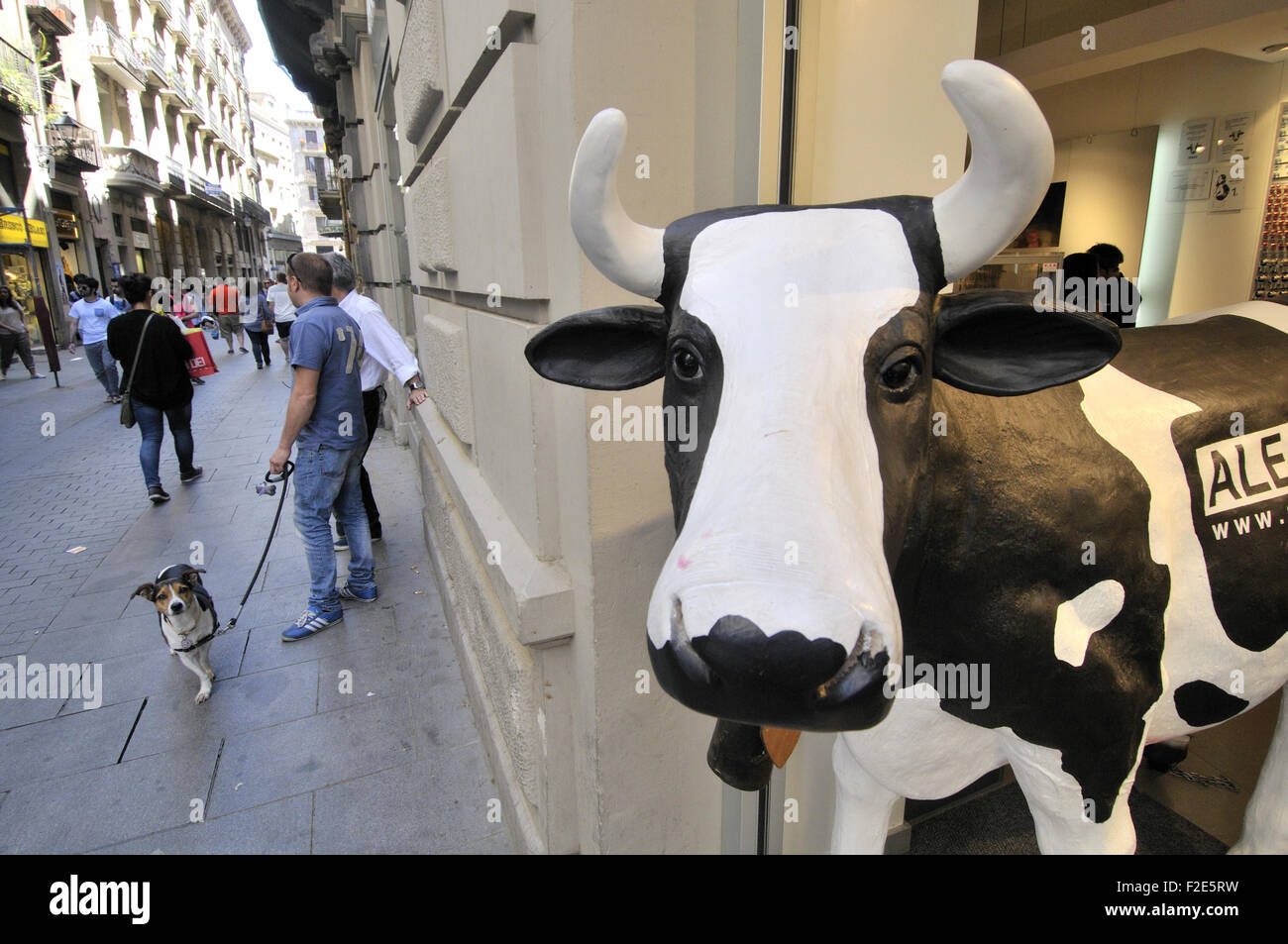 Cow Mannequin in a clothing store, Ciutat vella district, Barcelona ...
