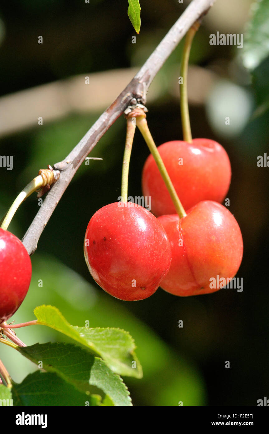 Cherry fruits. Torrelles de Llobregat, Barcelona, Catalonia, Spain ...