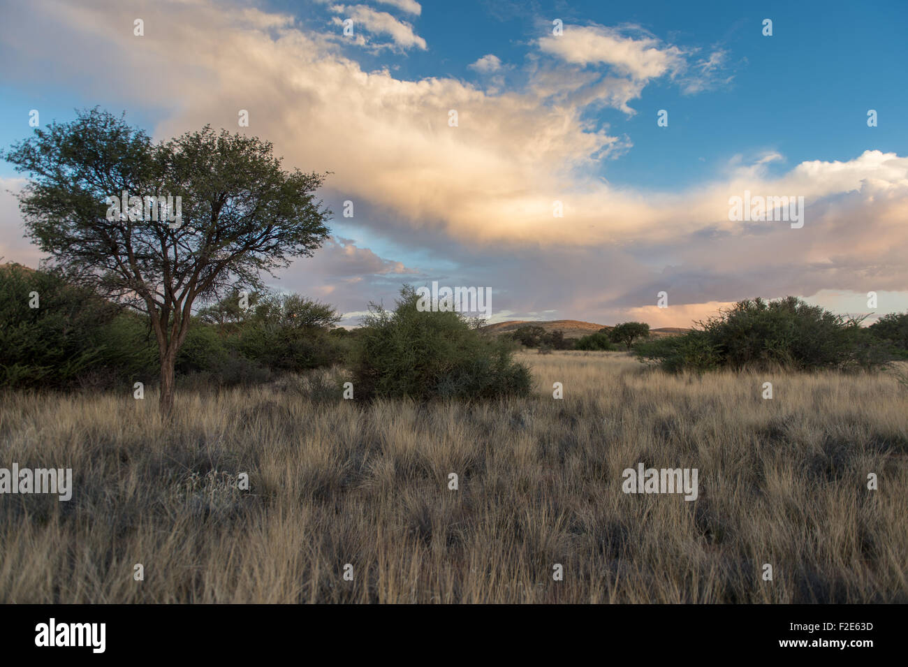 Dusk in africa hi-res stock photography and images - Alamy
