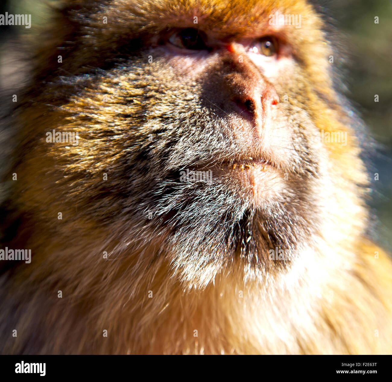 old monkey in africa morocco and natural background fauna close up ...
