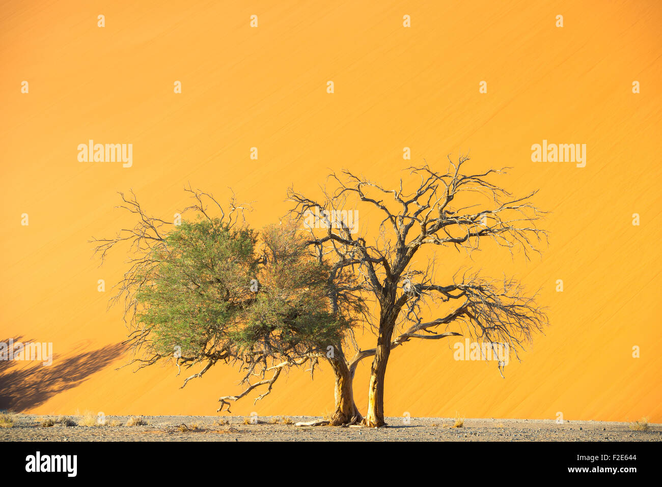 Old camel thorn trees hi-res stock photography and images - Alamy