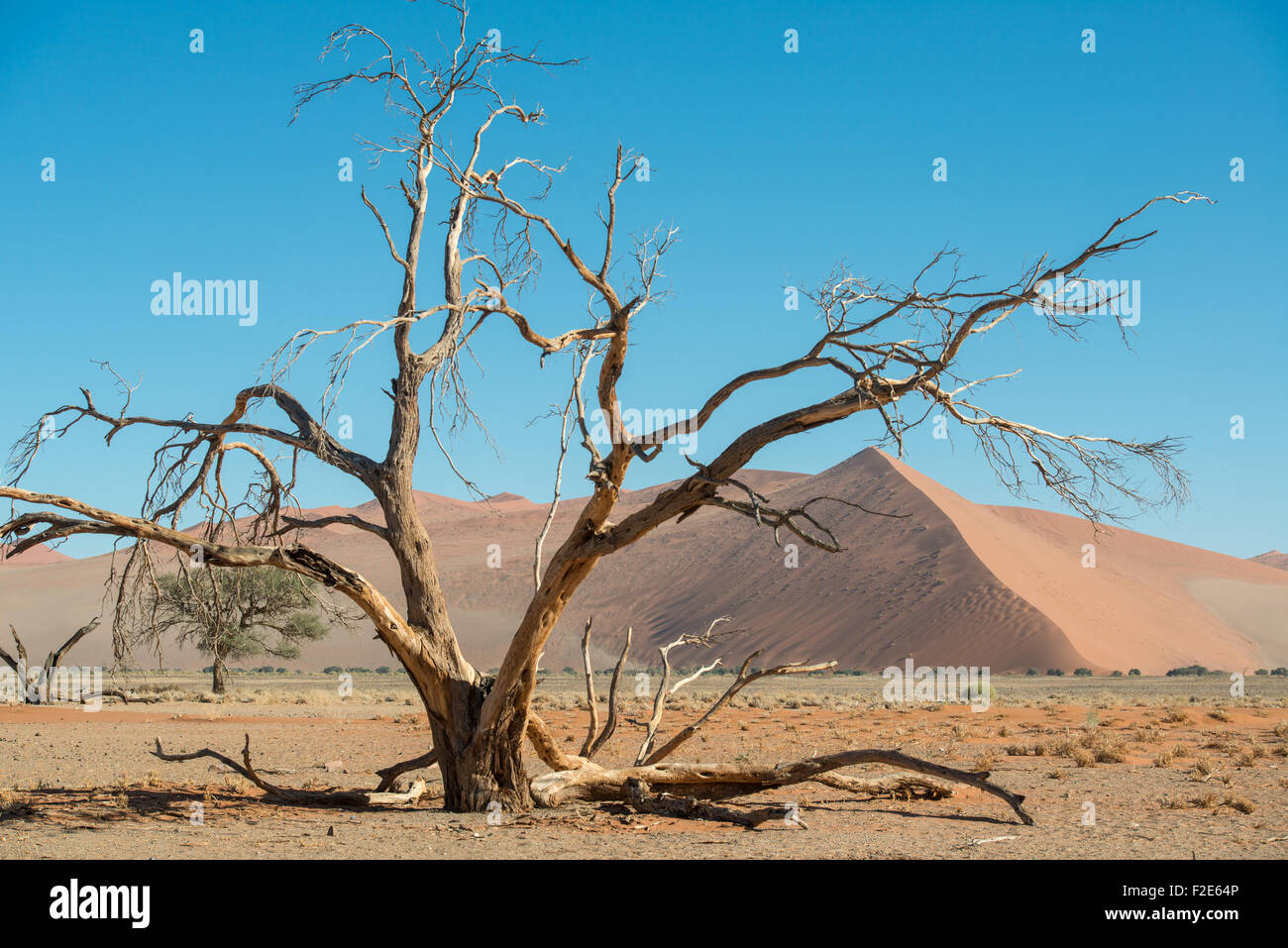 Sossusvlei Namibia, Africa - Tree growing in the desert Stock Photo - Alamy