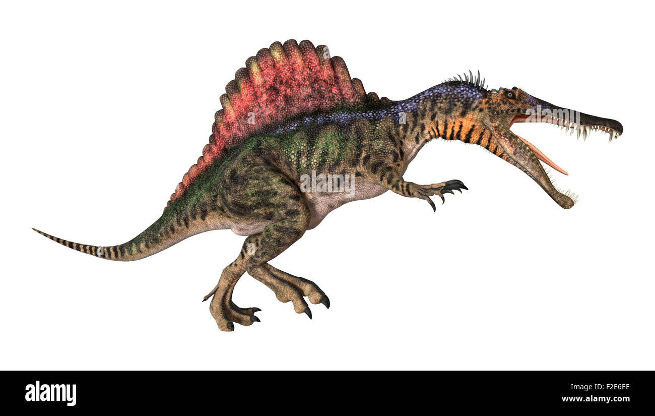 3D digital render of a dinosaur Spinosaurus isolated on white ...