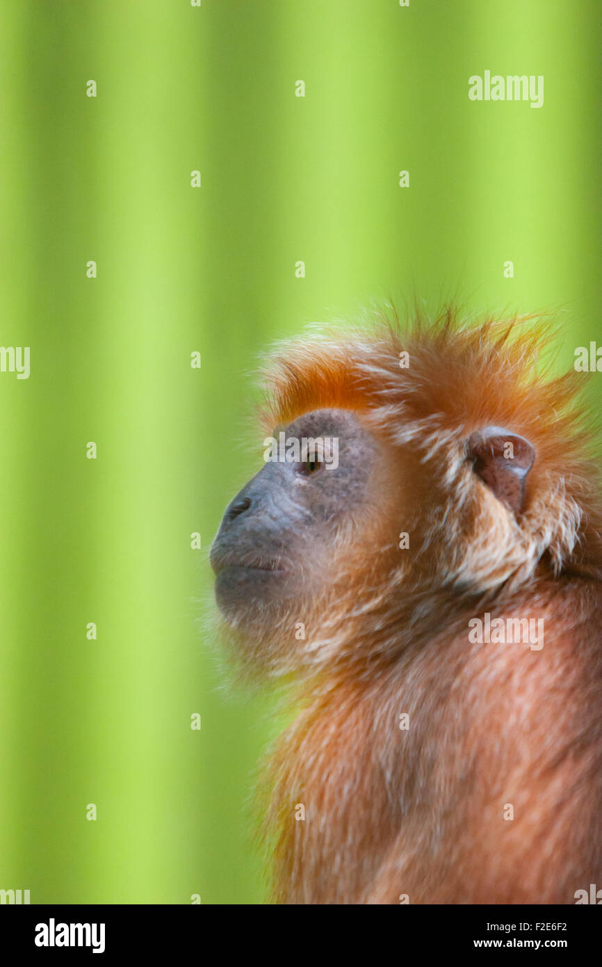 Side view of Javan lutung (Trachypithecus auratus) at zoo Stock Photo ...