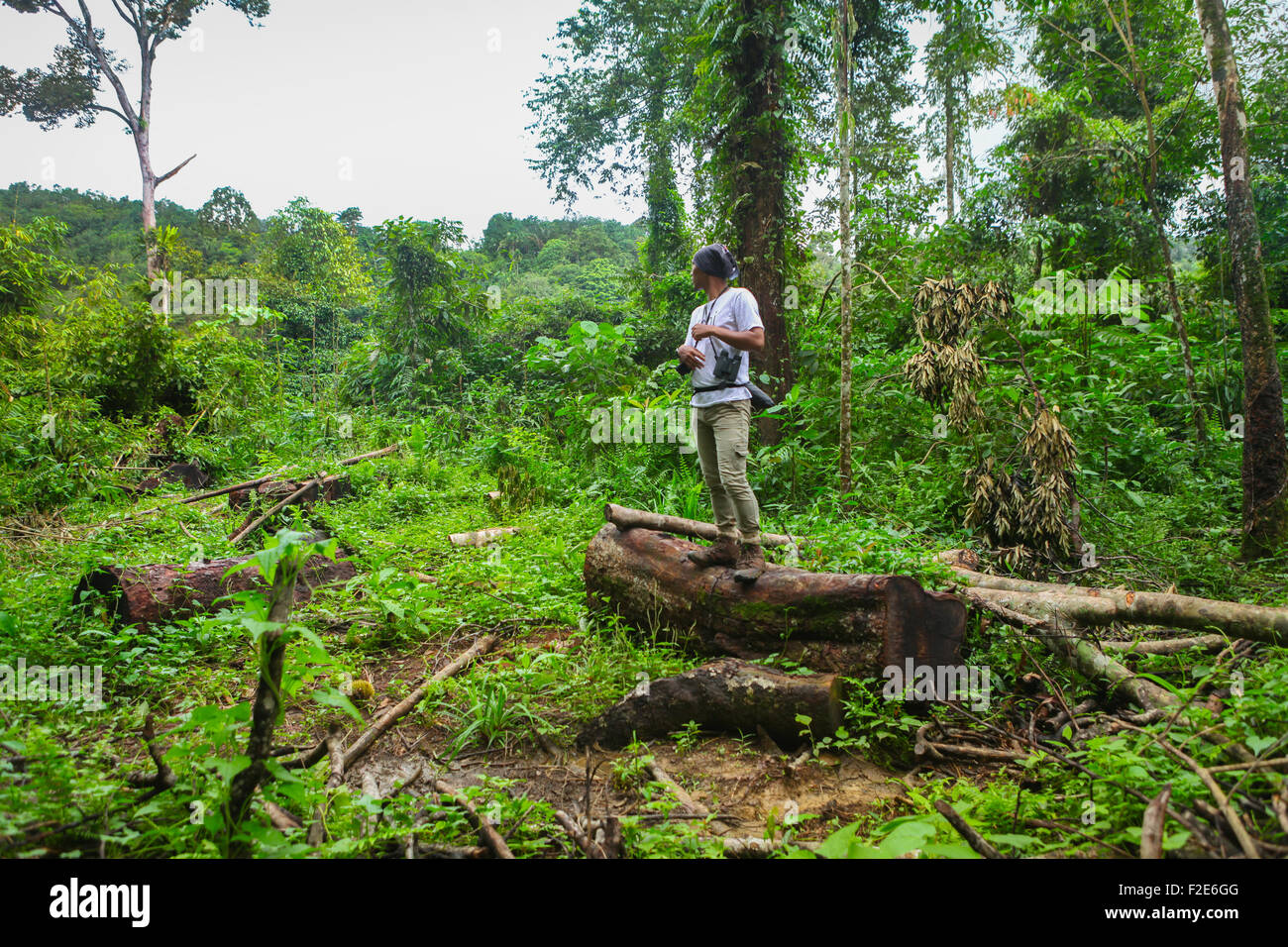 Deforestation indonesia sumatra High Resolution Stock Photography and ...