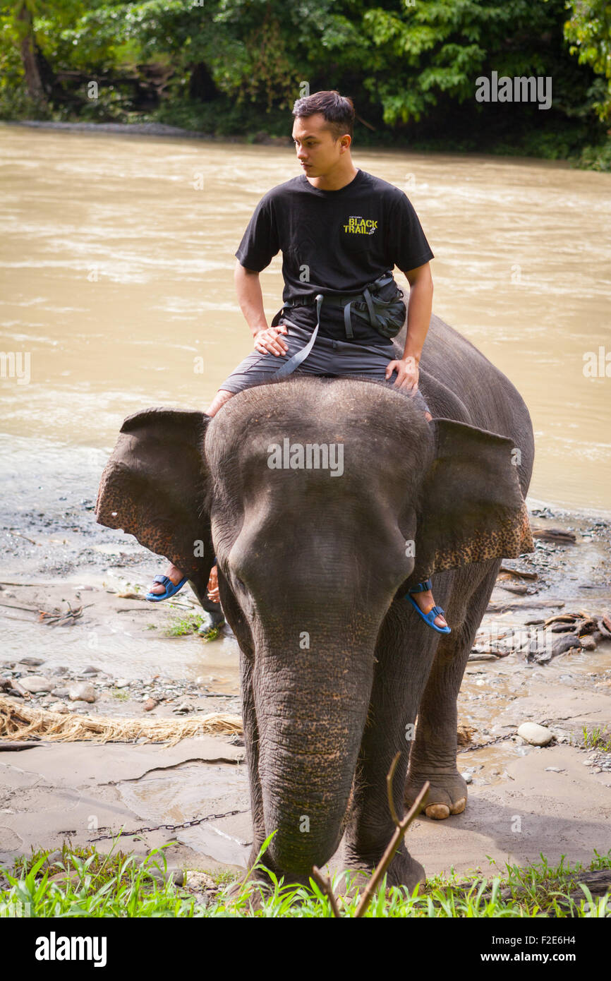 Star of the film elephant hi-res stock photography and images - Alamy
