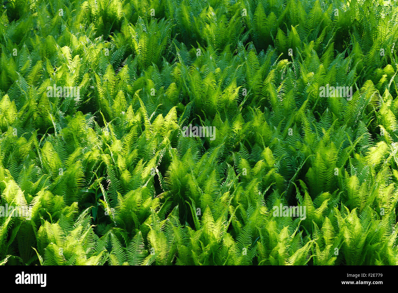 Green fern background Stock Photo - Alamy