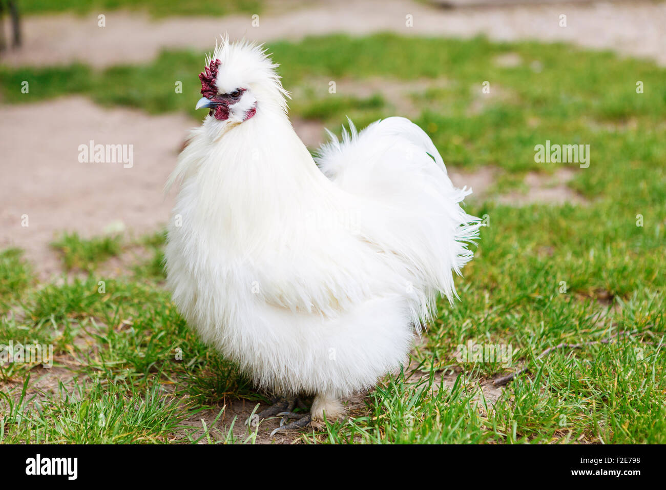 White silkie hen hi-res stock photography and images - Alamy