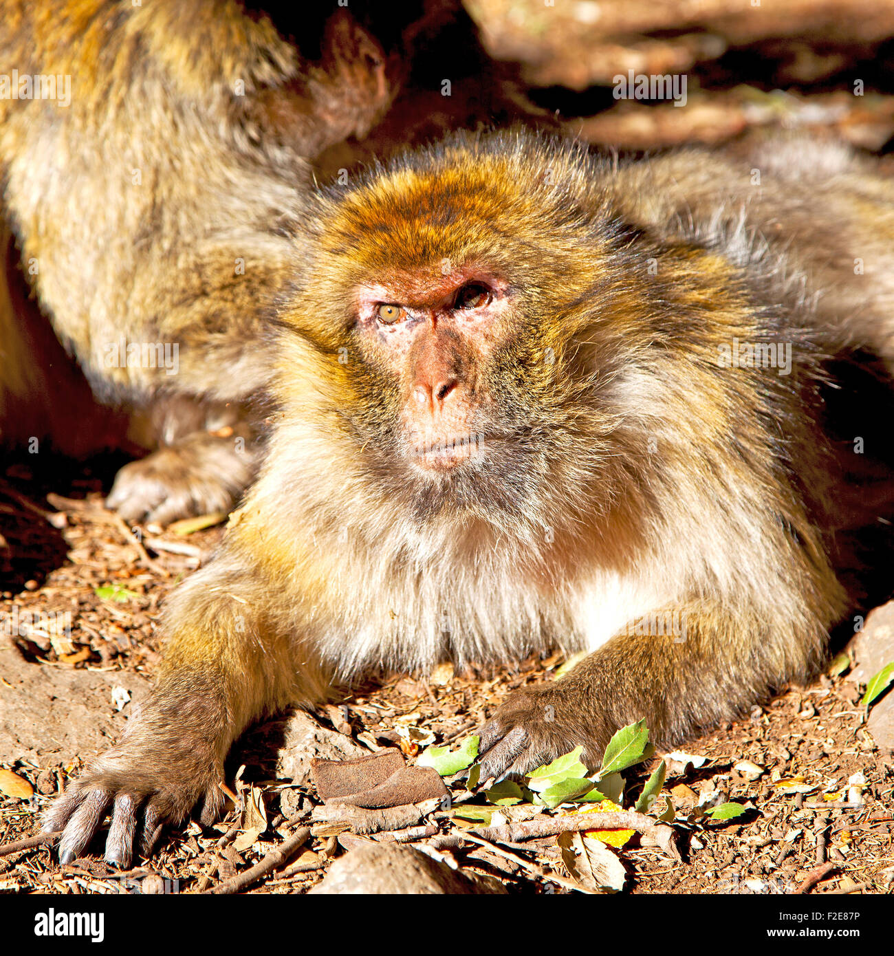 old monkey in africa morocco and natural background fauna close up ...