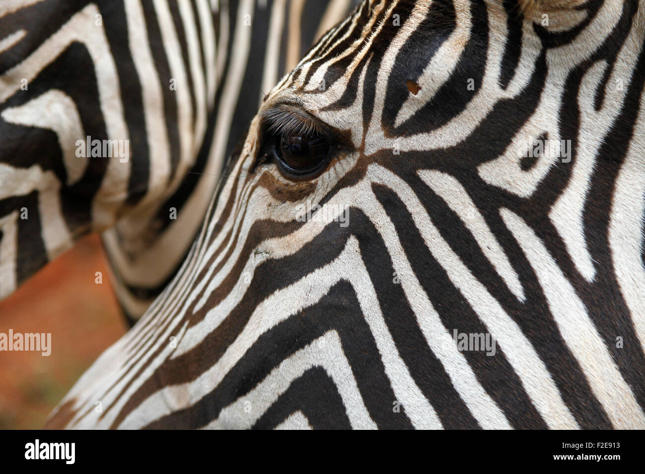 Equus zebra (Equus grevyi) at Cabárceno nature park, Santander, Spain ...