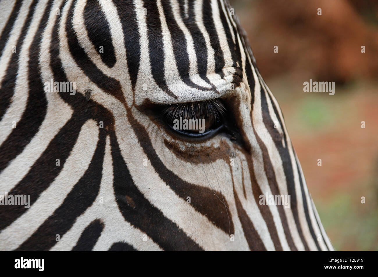 Equus zebra (Equus grevyi) at Cabárceno nature park, Santander, Spain ...