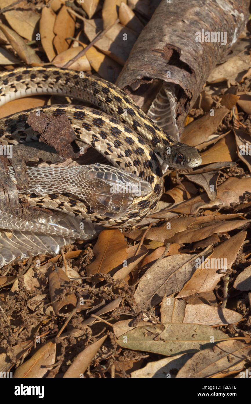 Epidermis shedding hi-res stock photography and images - Alamy