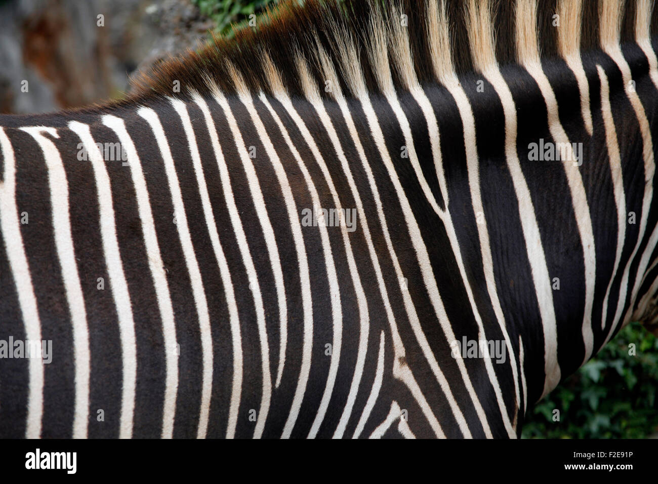 Equus zebra (Equus grevyi) at Cabárceno nature park, Santander, Spain ...