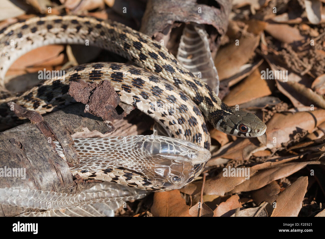 Rough scale snakes hi-res stock photography and images - Alamy