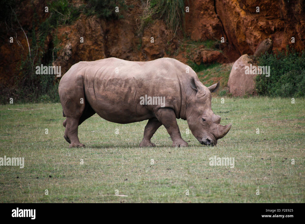 African white rhino, square lipped rhinoceros (Ceratotherium simum) in ...