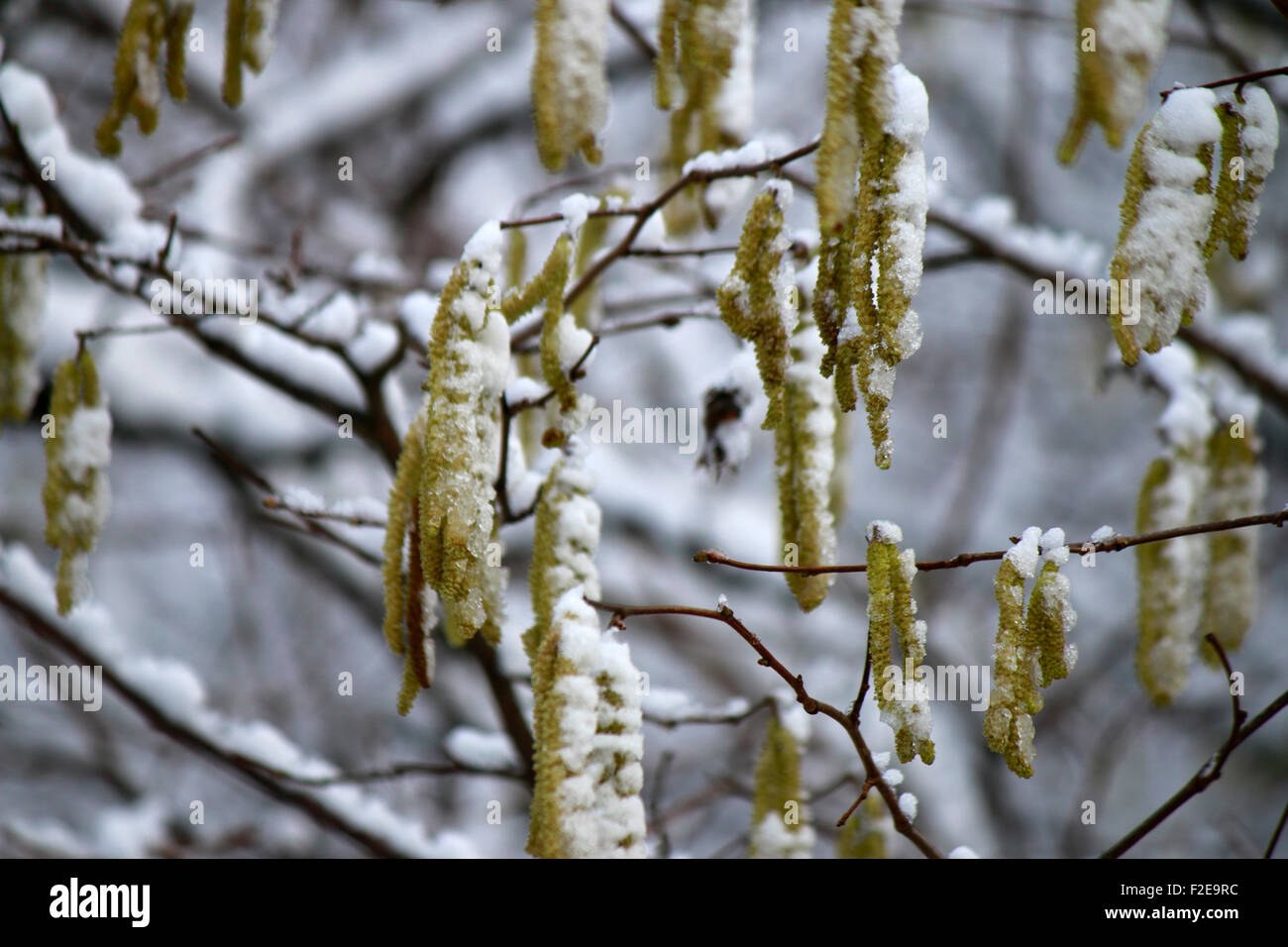 Pollen im Schnee - Winterimpressionen, Berlin Stock Photo - Alamy