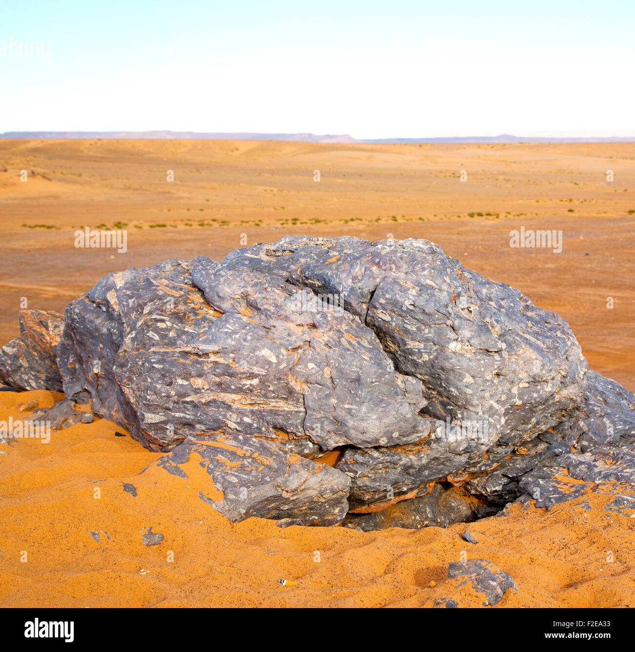 old fossil in the desert of morocco sahara and rock stone sky Stock ...